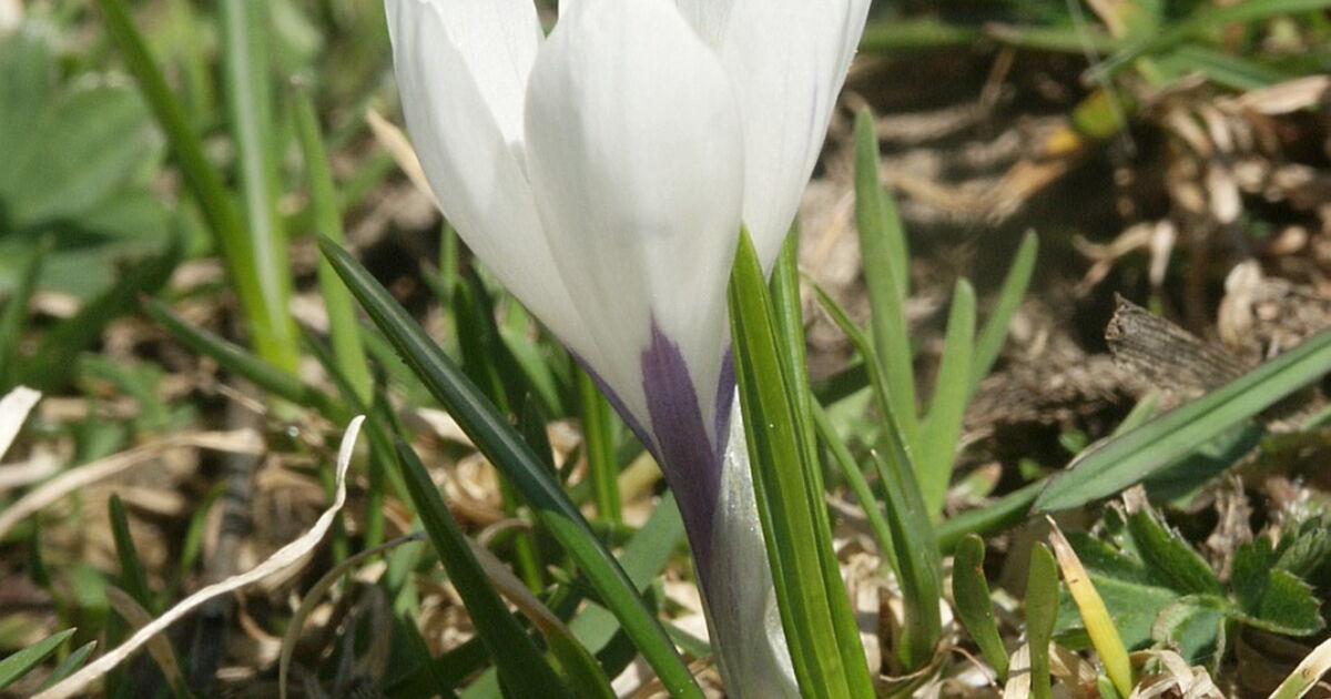 De quel végétal s'agit-il ? : Crocus, Euphorbia pulcherrima, Rose du desert ? - Geo.fr
