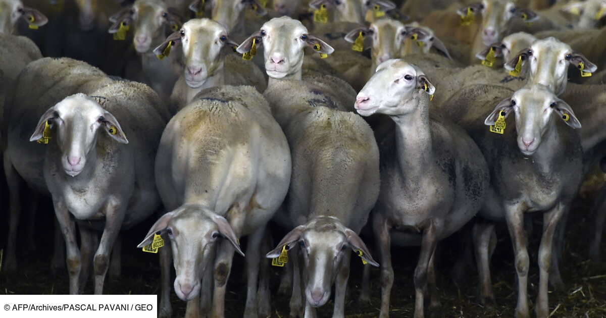 Aveyron: les éleveurs de brebis exaspérés par le loup - Geo.fr