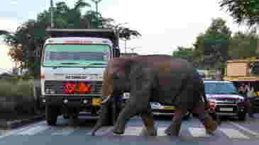 Syrie : découverte du kunga, le premier animal hybride créé par l’homme ...