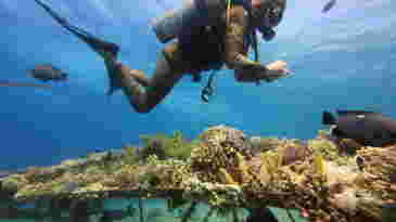 Pourquoi la mer Rouge s'appelle-t-elle ainsi ? - Geo.fr