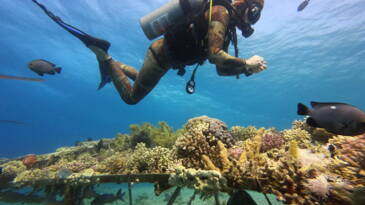 Pourquoi la mer Rouge s'appelle-t-elle ainsi ? - Geo.fr