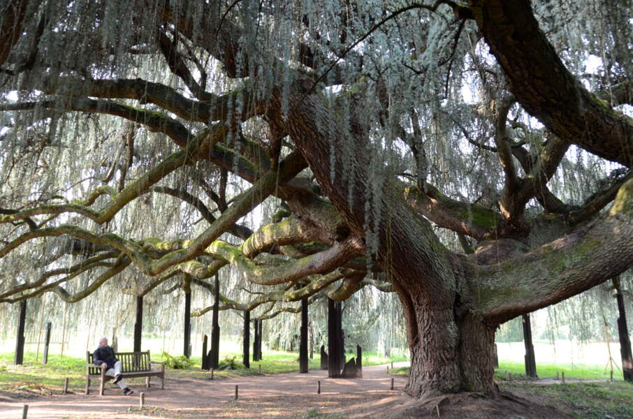 10 arbres remarquables qui peuplent nos contrées - GEO