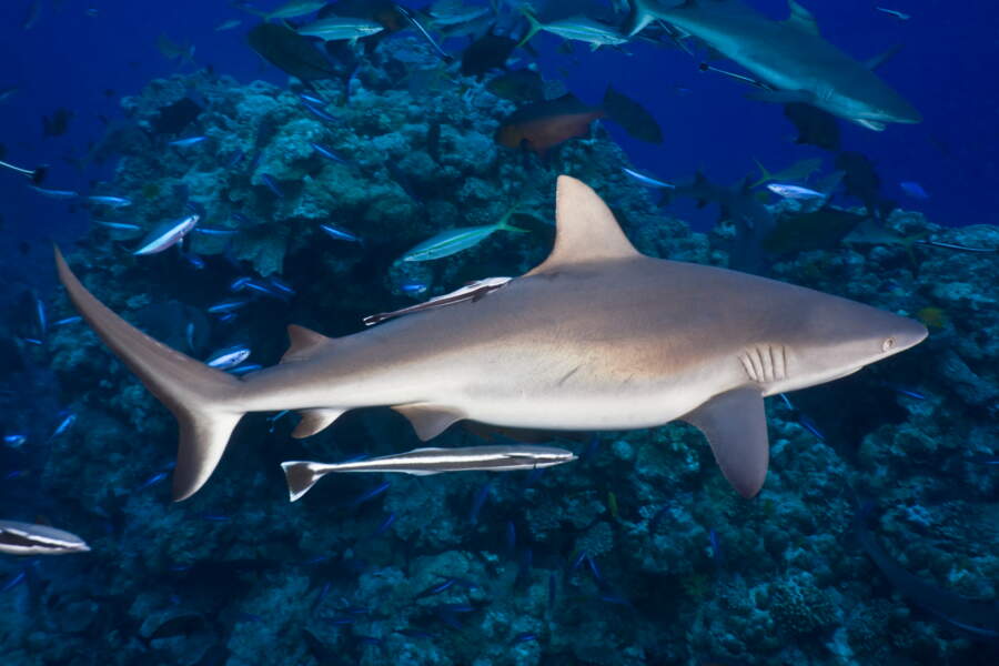Australie : plongée dans la Grande barrière de corail - GEO