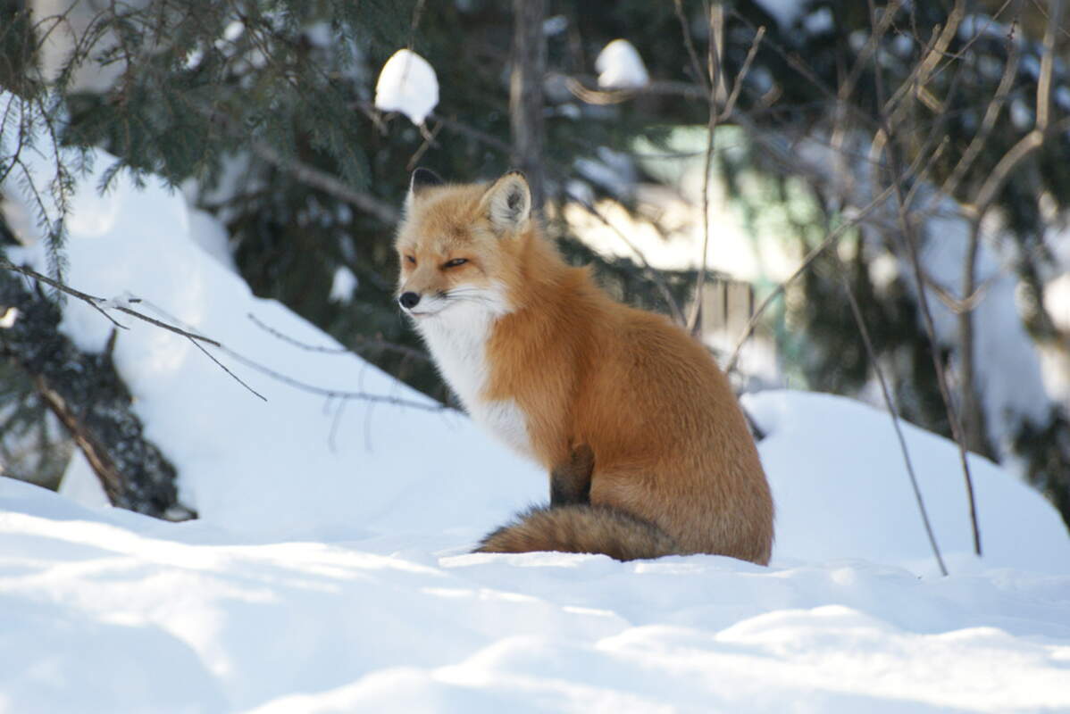 Des animaux parés pour l'hiver - GEO