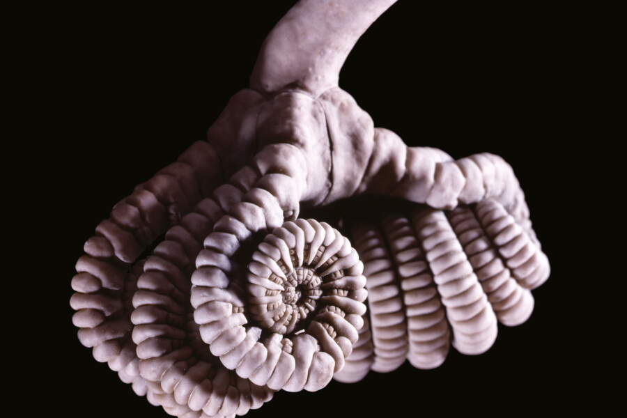 Exposition Océan : d'incroyables images de ces créatures cachées sous ...