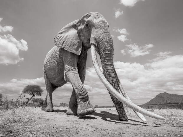 Les incroyables images d'une femelle éléphant aux longues défenses - GEO