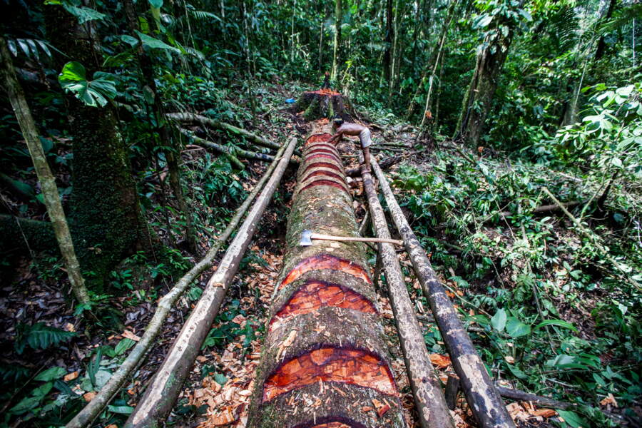 Amazonie équatorienne : en immersion chez les Waorani - GEO