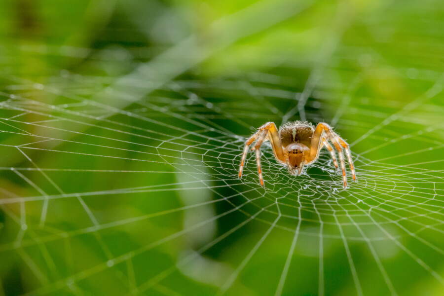 Les plus belles photos de faune sauvage et de nature britanniques de ...