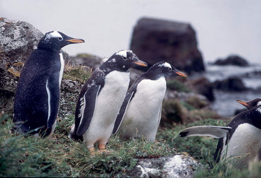 Adélie, empereurs, papous, royaux… Des manchots à gogo - GEO