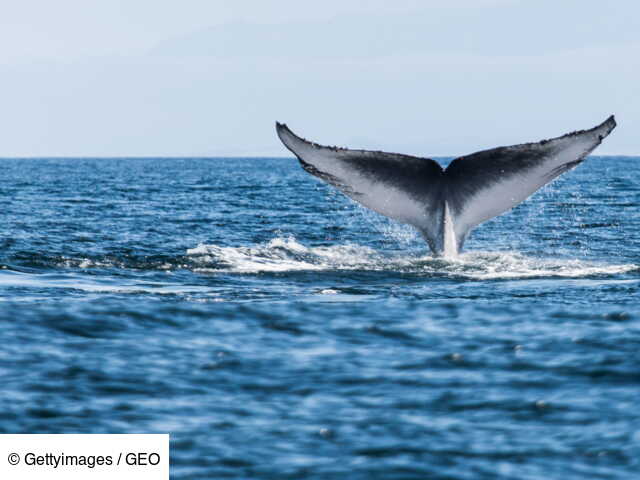 La sérénade d’une baleine bleue - Geo.fr
