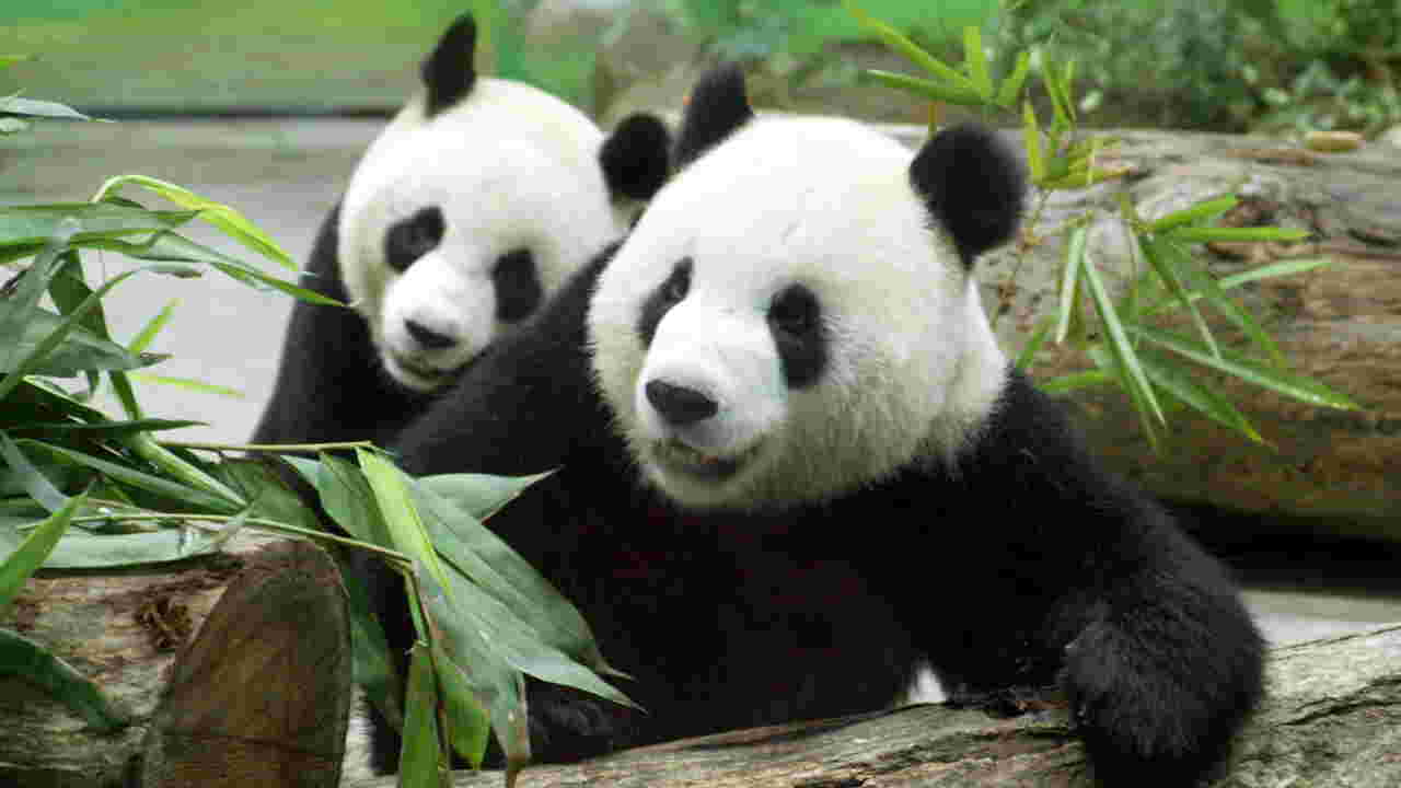 Les pandas géants menacés par la déforestation en Chine - Geo.fr