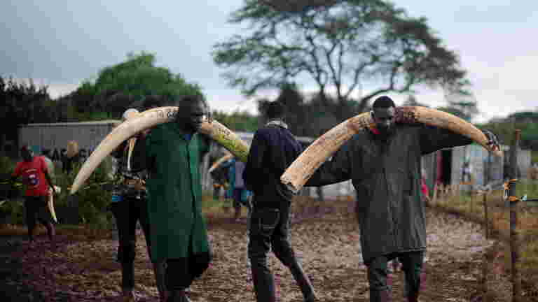 Kenya: mort de Tim, l'un des derniers éléphants aux défenses géantes ...