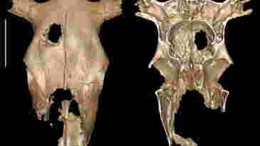 Syrie : découverte du kunga, le premier animal hybride créé par l’homme ...