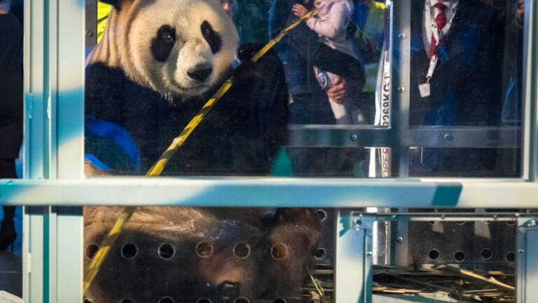 Les pandas géants menacés par la déforestation en Chine - Geo.fr