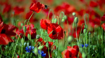Pourquoi la mer Rouge s'appelle-t-elle ainsi ? - Geo.fr