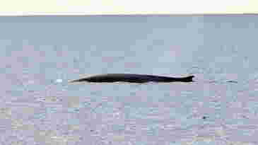 Pourquoi la mer Rouge s'appelle-t-elle ainsi ? - Geo.fr