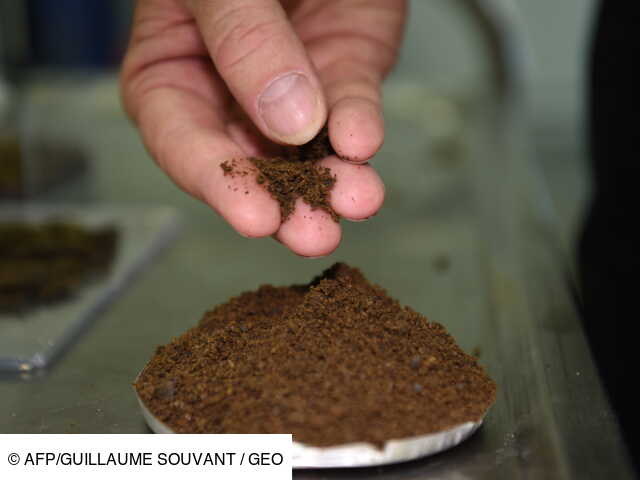 Farines d'insectes pour les animaux: les débuts d'une filière ...