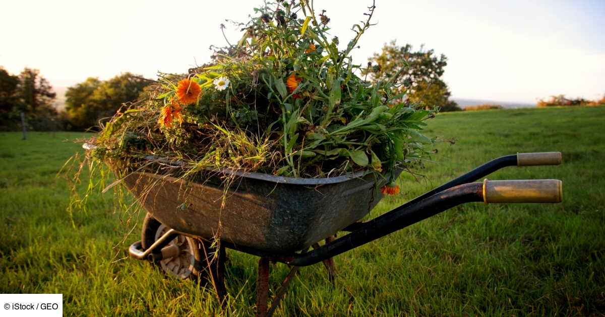 Déchets verts – gare à la pollution naturelle - Geo.fr