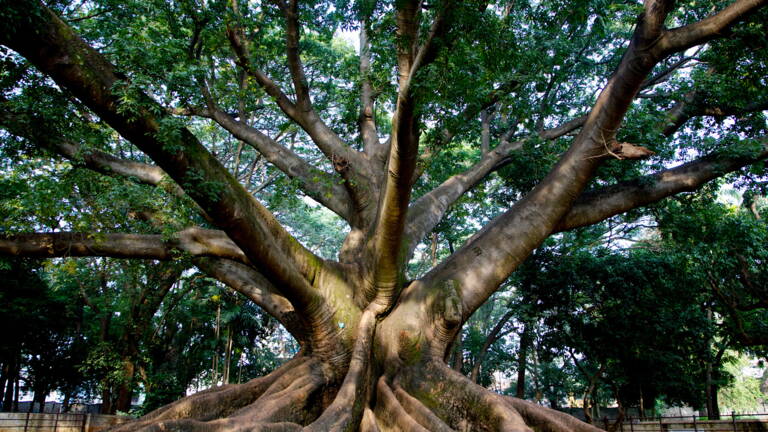 Des chercheurs découvrent le plus grand arbre tropical au monde dans ...