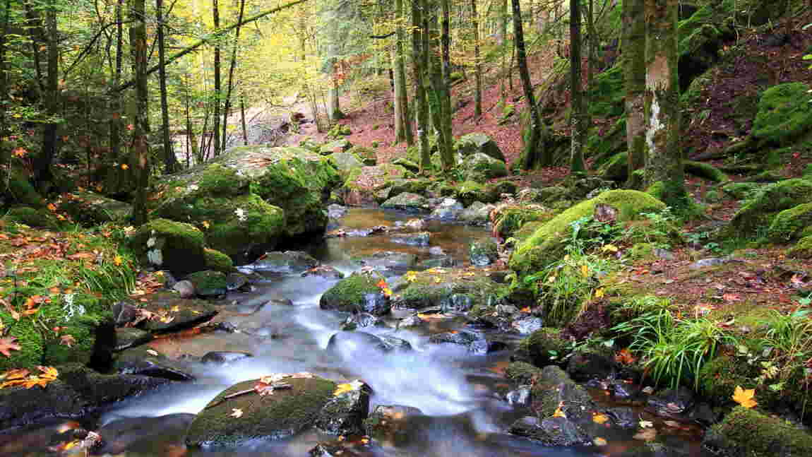 Le Code forestier œuvre pour la protection des forêts françaises - Geo.fr