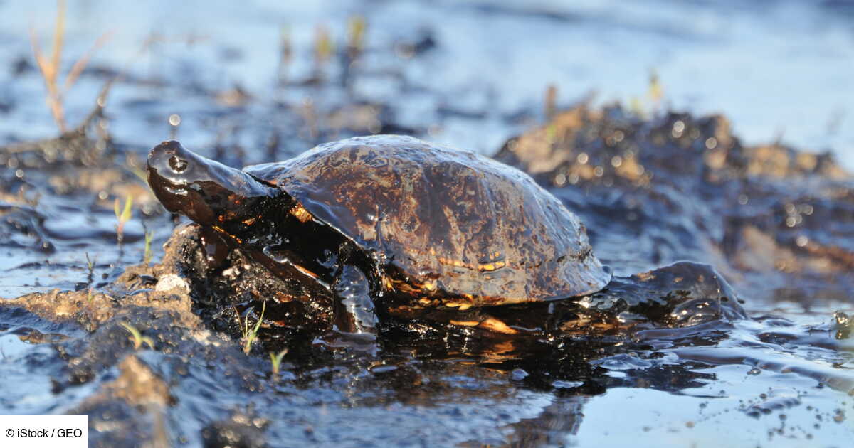 Les marées noires engluent les écosystèmes maritimes - Geo.fr