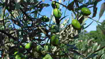 Provence : 3 lieux emblématiques sur les traces de Marcel Pagnol - Geo.fr