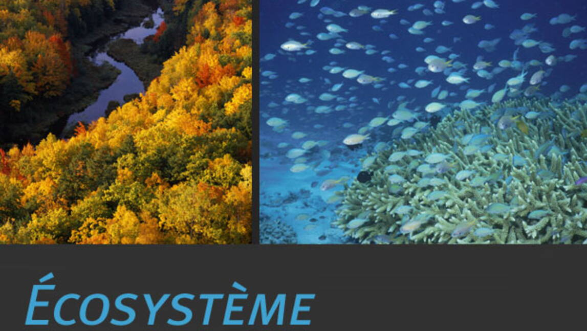 Un écosystème : qu’est-ce que c’est ? - Geo.fr