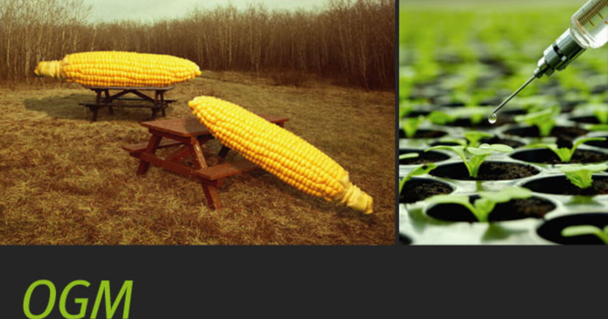 OGM : Organisme Génétiquement Modifié - Geo.fr