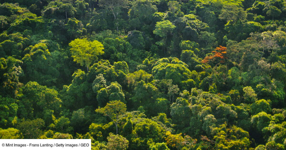 La "REDD", ou comment encourager la préservation des forêts - Geo.fr