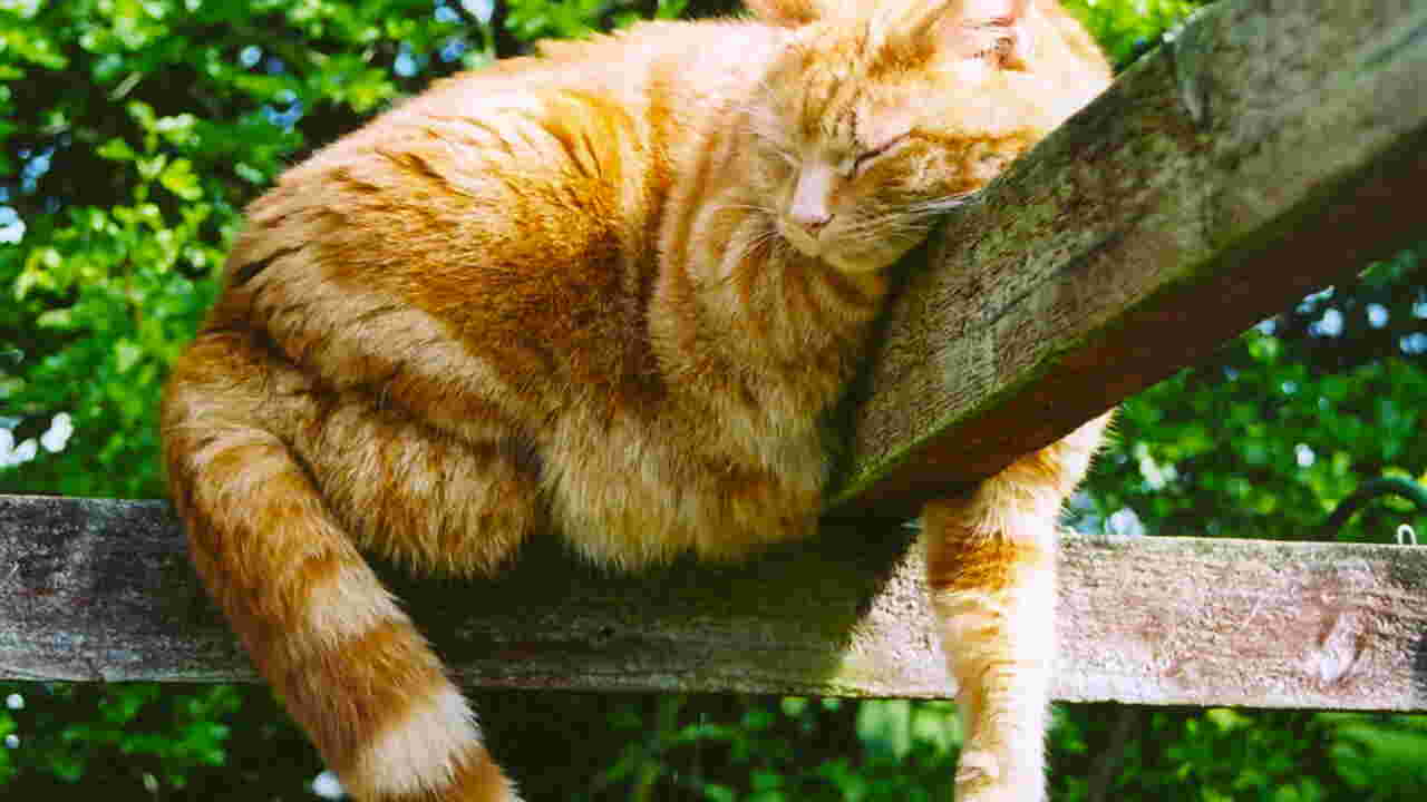 Des chiffres et des chats - Geo.fr