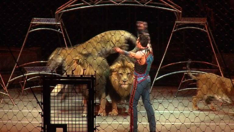 La grande odyssée des chats, un tour du monde félin - Geo.fr