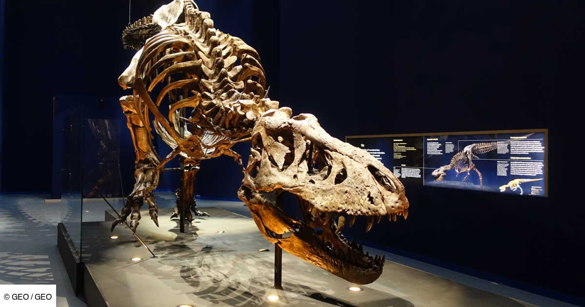 Rencontre avec Trix, le T. Rex exposé à Paris - Geo.fr