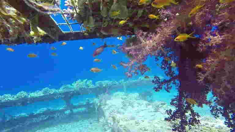 Mer Rouge: des scientifiques israéliens en sauveurs de coraux - Geo.fr