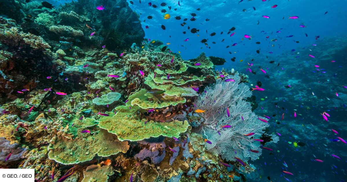 Pourquoi les coraux blanchissent-ils ? - Geo.fr