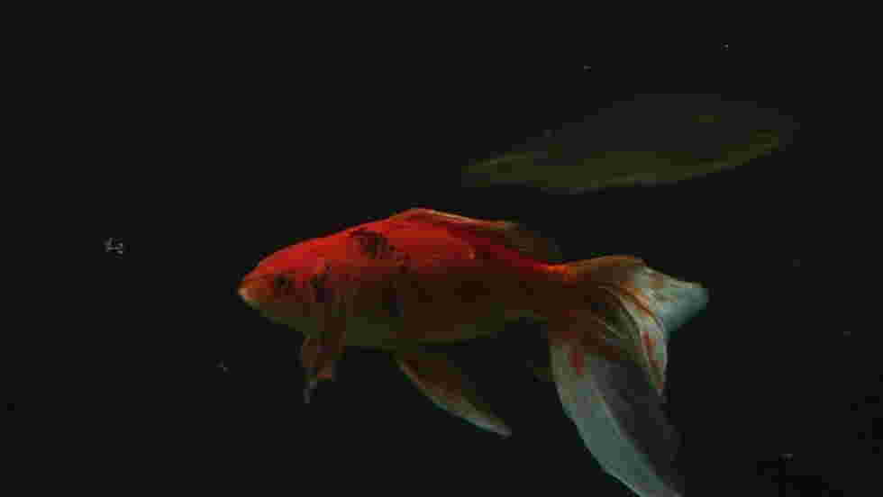 Guyane : l'acoupa rouge, un poisson menacé par un trafic de vessies ...