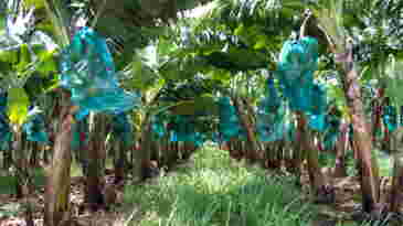 Le chlordécone, un pesticide à la dangerosité démontrée - Geo.fr