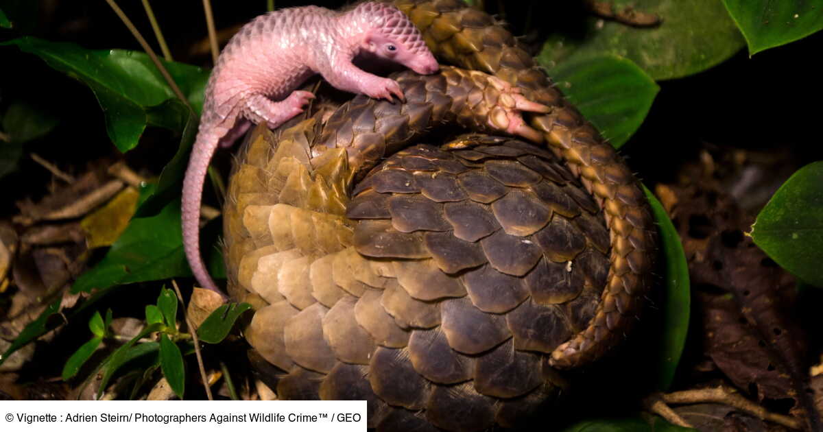 Le pangolin, une espèce menacée - Geo.fr