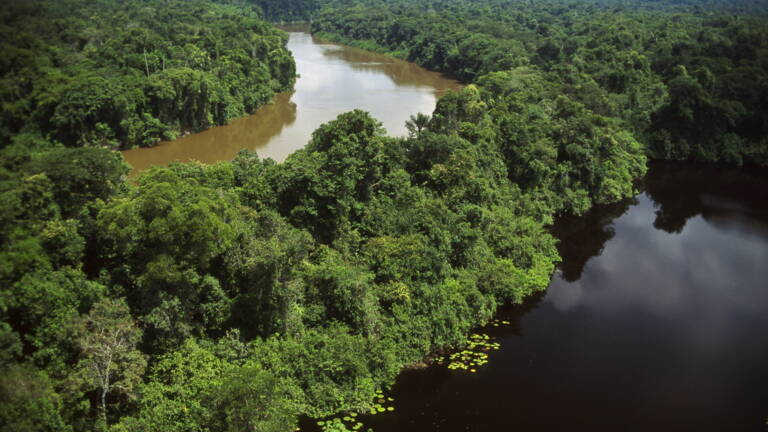 La forêt amazonienne sous tension en trois questions - Geo.fr