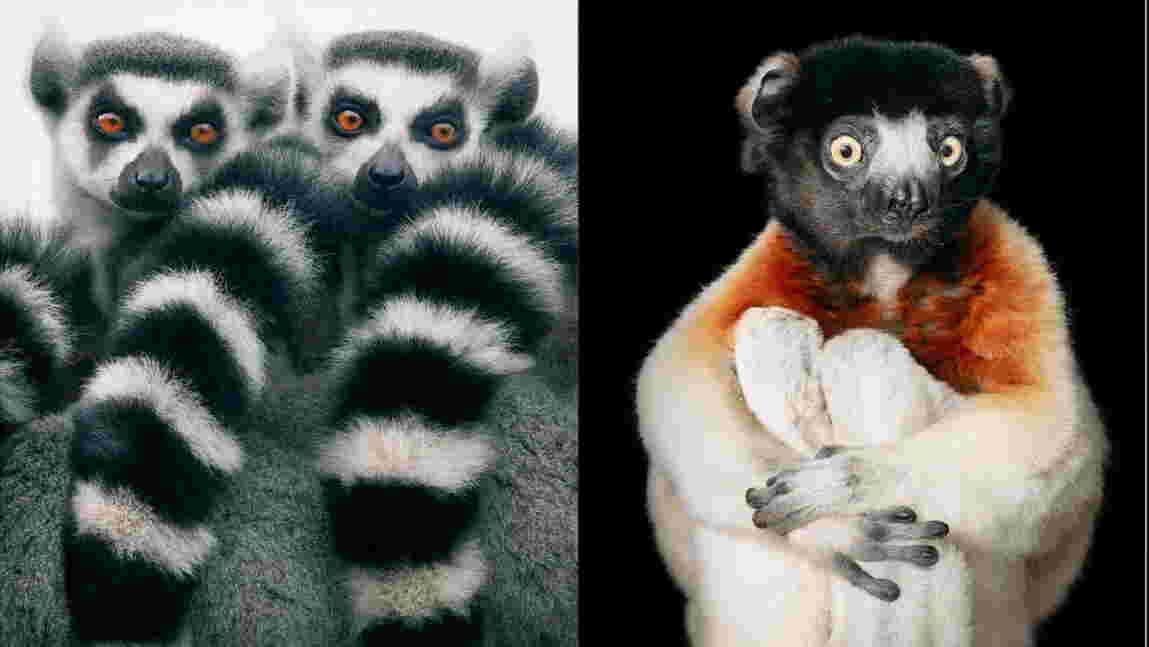 Animaux en danger : des photos pour dénoncer des disparitions annoncées ...