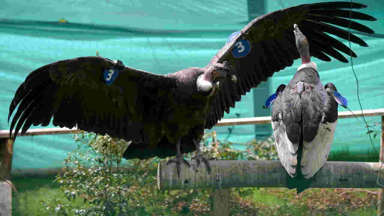 En Colombie, des condors probablement empoisonnés par des éleveurs ...