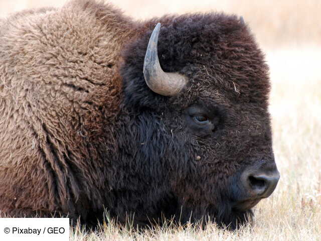 Elever du bison - le bison - Bisons de France, association des