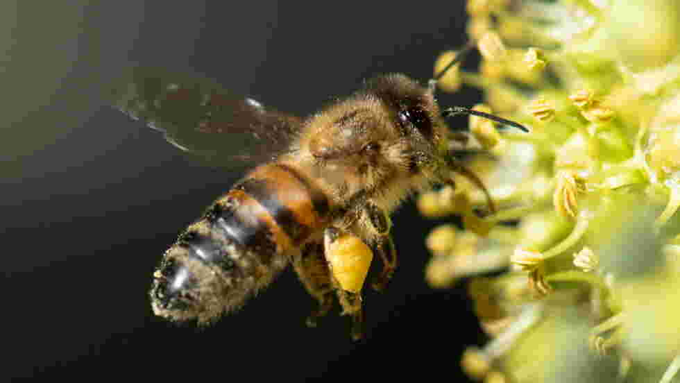 Le déclin des abeilles menace la sécurité alimentaire mondiale - Geo.fr