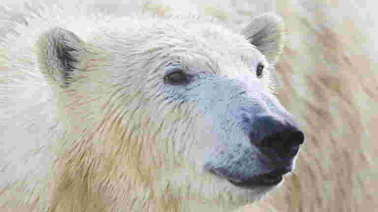 Russie: un ours blanc affamé repéré à plus de 800 km de son habitat ...