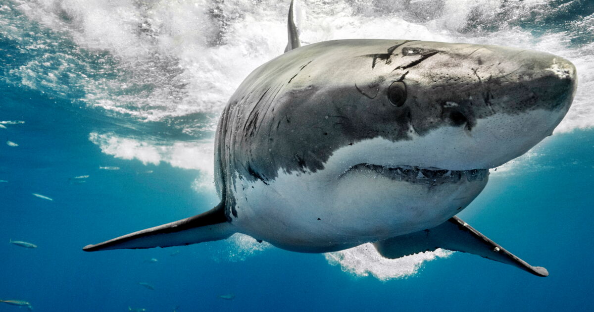 Le génome des grands requins blancs révèle le secret de leurs ...