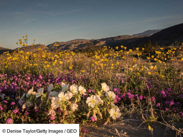"Super bloom" : quand des milliers de fleurs envahissent le sud de la ...