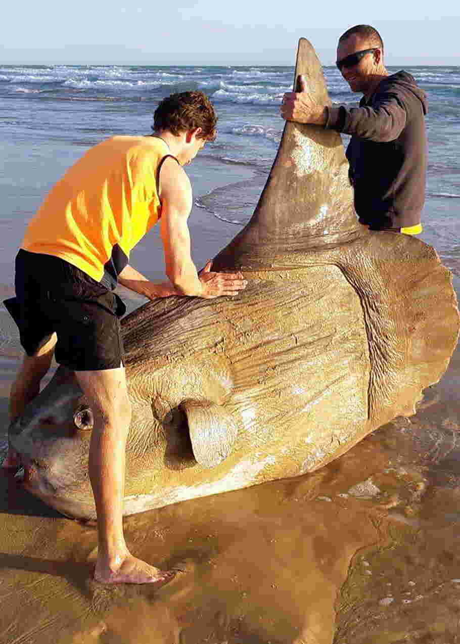 Un poisson-lune géant échoué au sud de l'Australie - Geo.fr