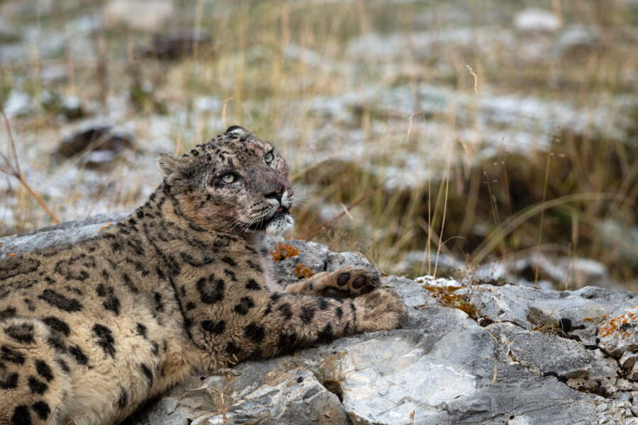 Découvrez les panthères des neiges et les serpents l'exposition Argelès ...