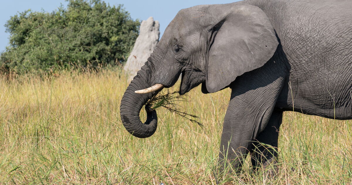 Elephant Haven, le premier sanctuaire pour éléphants d'Europe s'ouvre ...