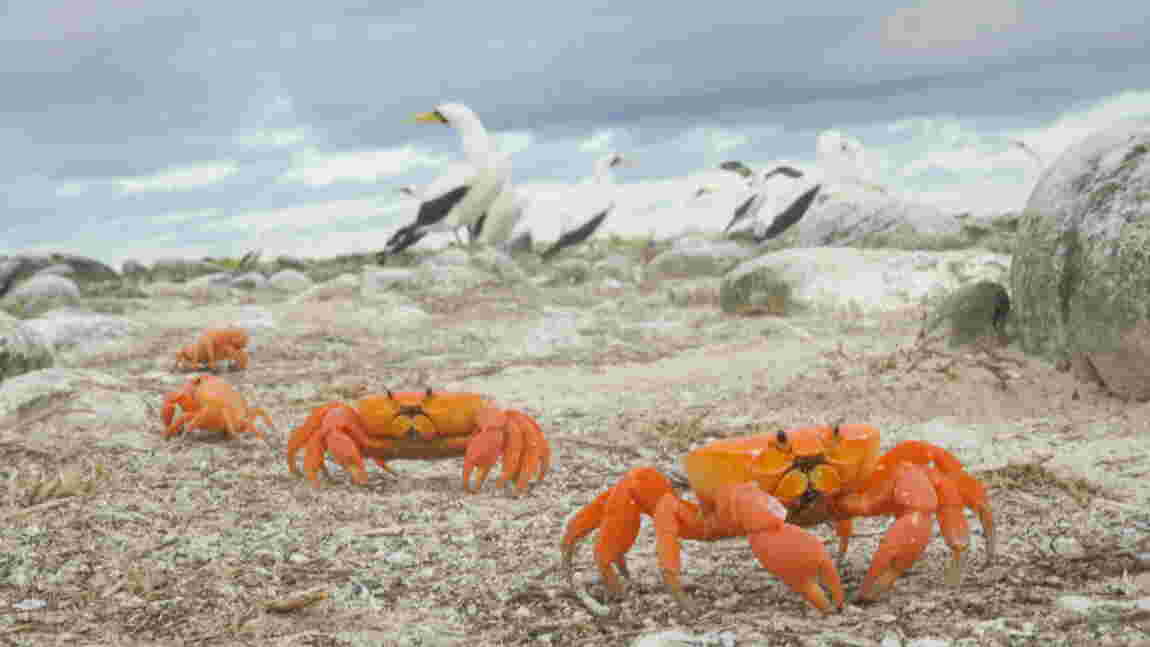 Escale à Clipperton, l’atoll le plus isolé du monde - Geo.fr