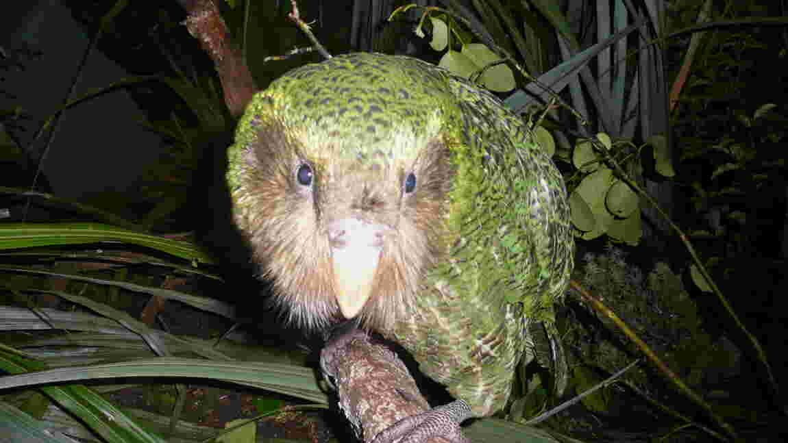 Une épidémie menace le kakapo, perroquet en danger d'extinction en ...